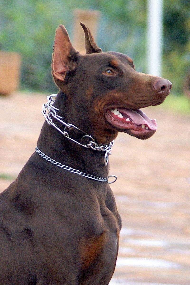 American Doberman Pinscher - European Dobermann? (Gesundheit, Deutsch ...