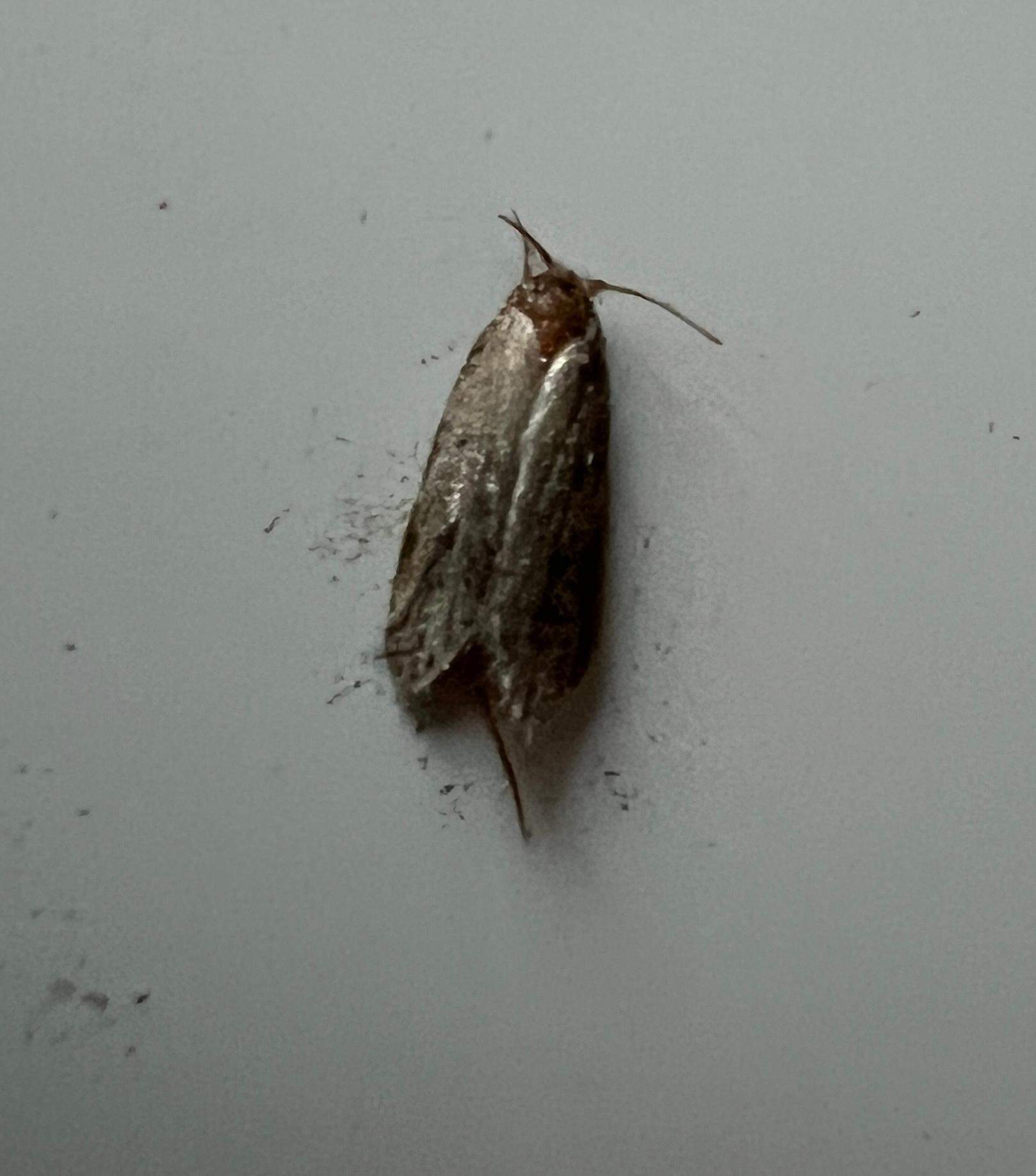 An die Motten-Kundler: Welche Mottenart ist dies? (Insekten ...