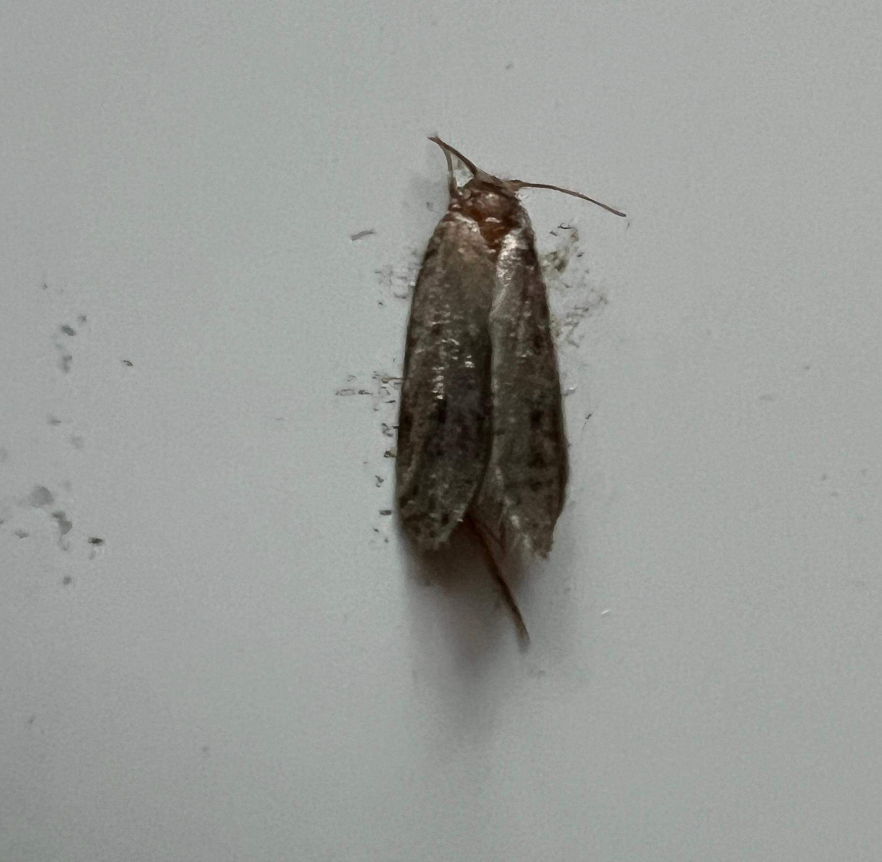 An die Motten-Kundler: Welche Mottenart ist dies? (Insekten ...