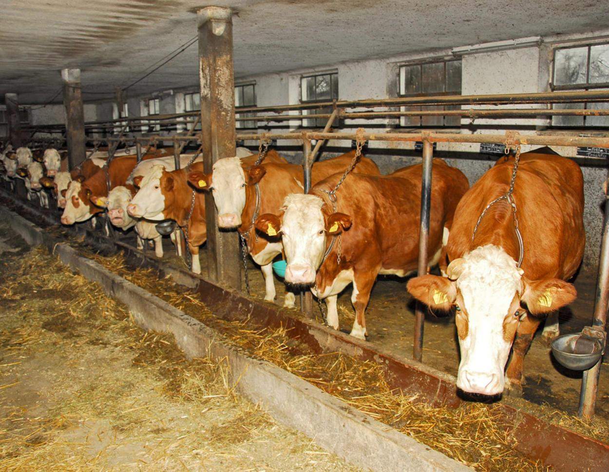 Angebundene Kühe? (Politik, Tiere, Umfrage)