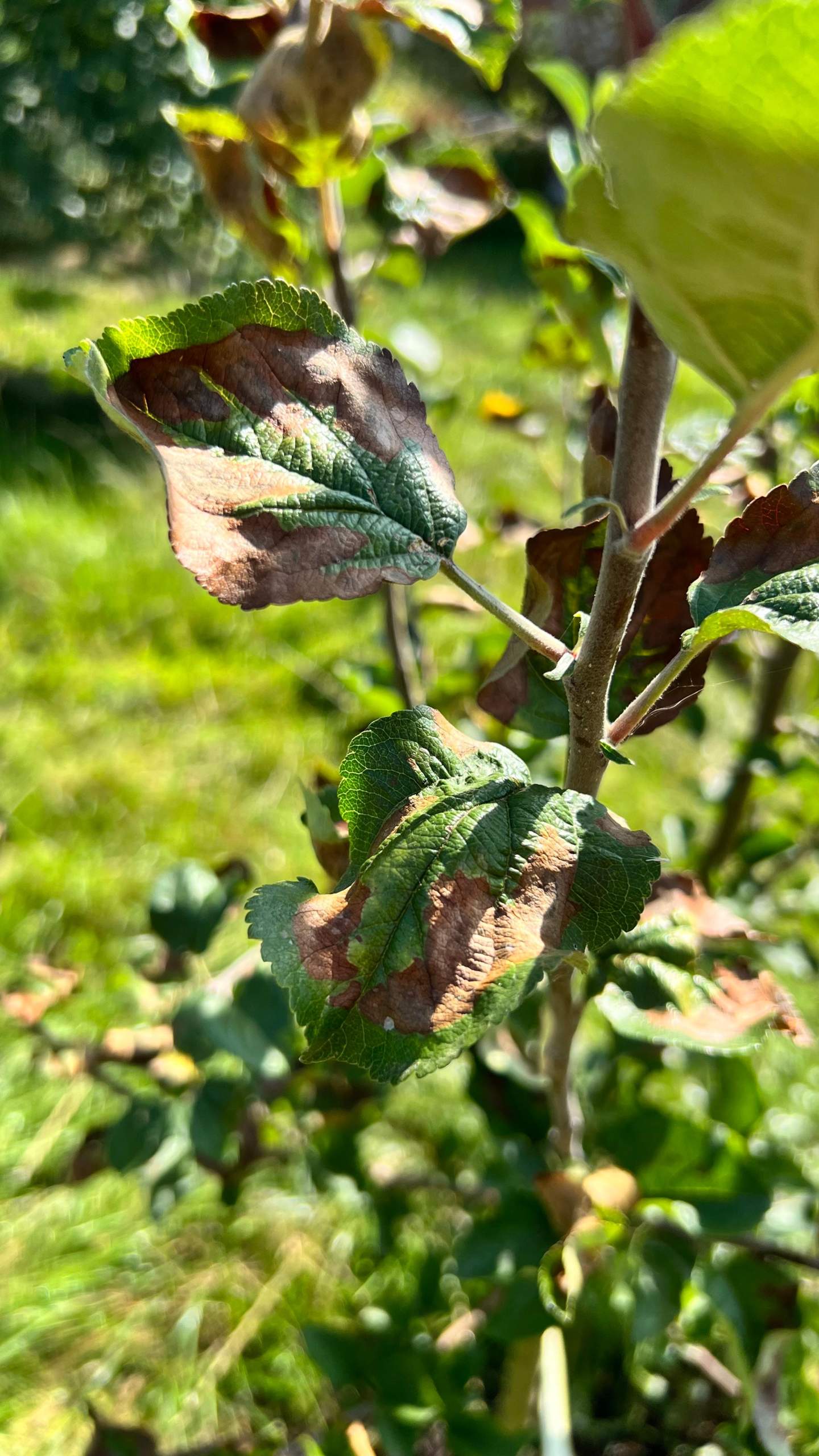 Braune Blatter Am Apfelbaum