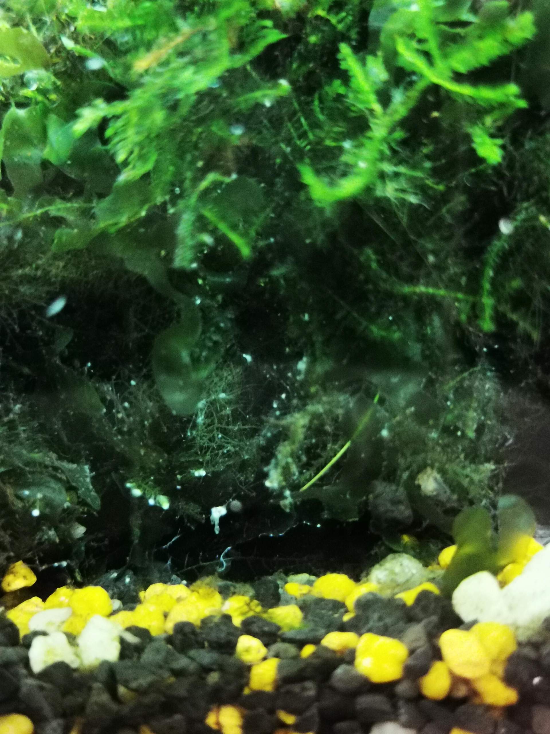 Aquarium Moos ist das schimmel? (Wasser, Aquariumpflanze, Wasserpflanzen)