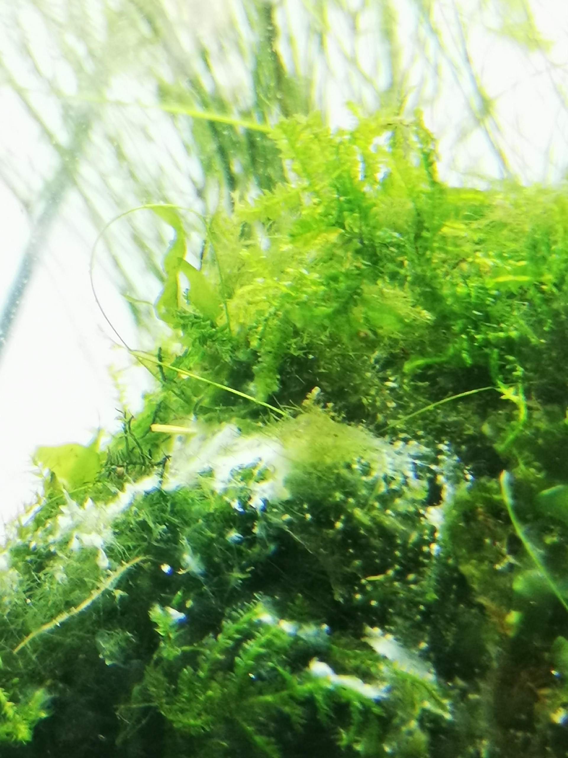 Aquarium Moos ist das schimmel? (Wasser, Aquariumpflanze, Wasserpflanzen)