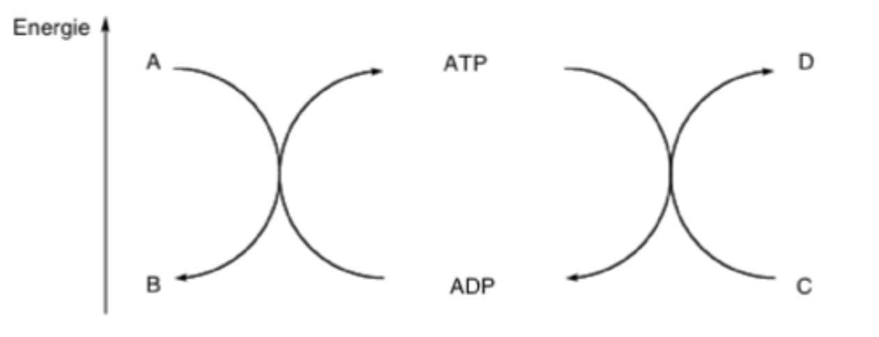 ATP-ADP-System, Redoxreaktion, Zellatmung, Bio 12.Klasse? (Biologie ...