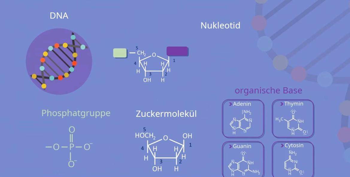 Aufbau von DNA? (Genetik, Bio, Biologieunterricht)