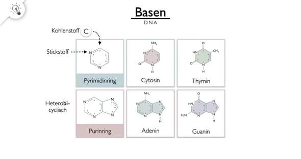Aufbau von DNA? (Genetik, Bio, Biologieunterricht)