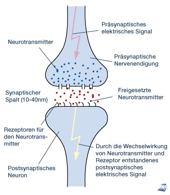 Aufgaben der Synapsen? (Biologie)