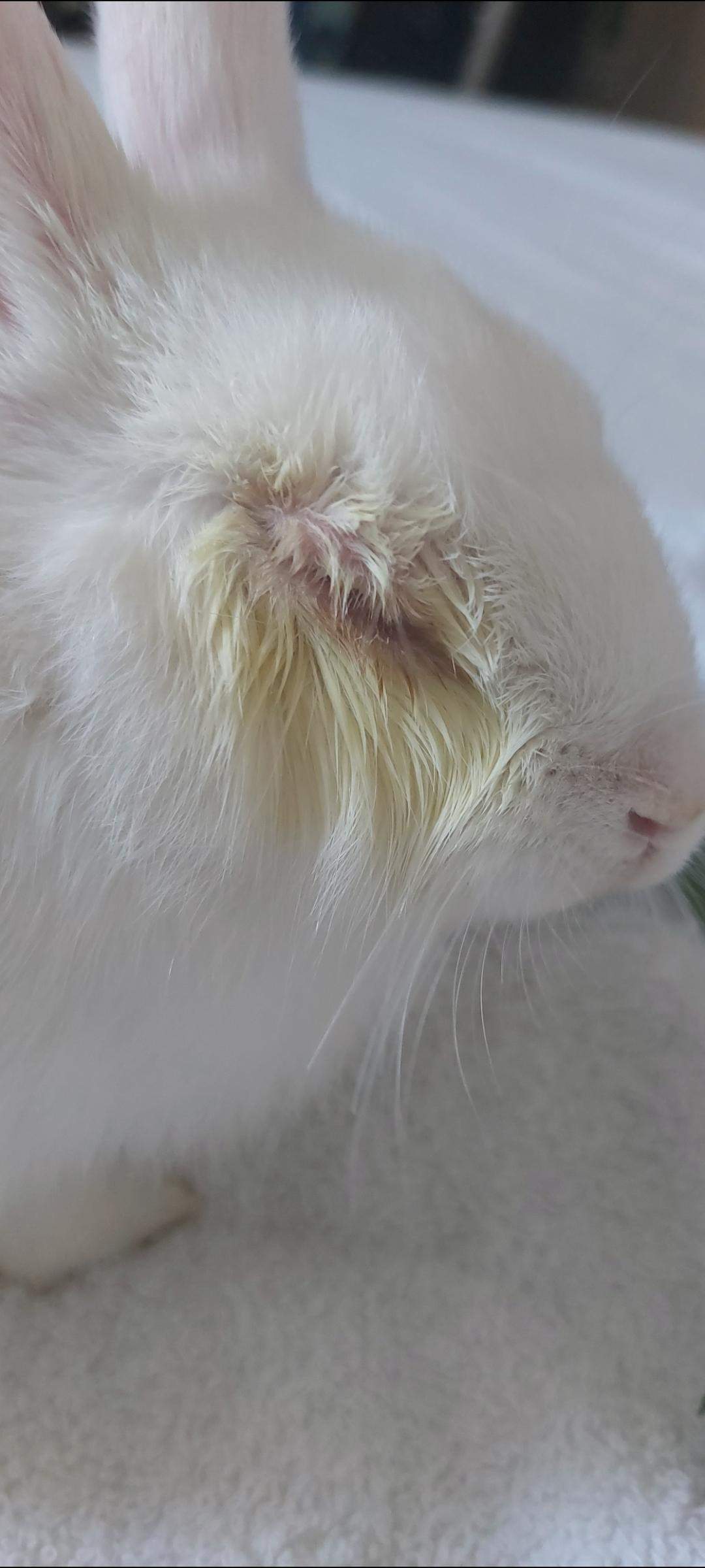 Augensalbe Kaninchen (Cepemycin)? (Gesundheit, Tiere, Augen)