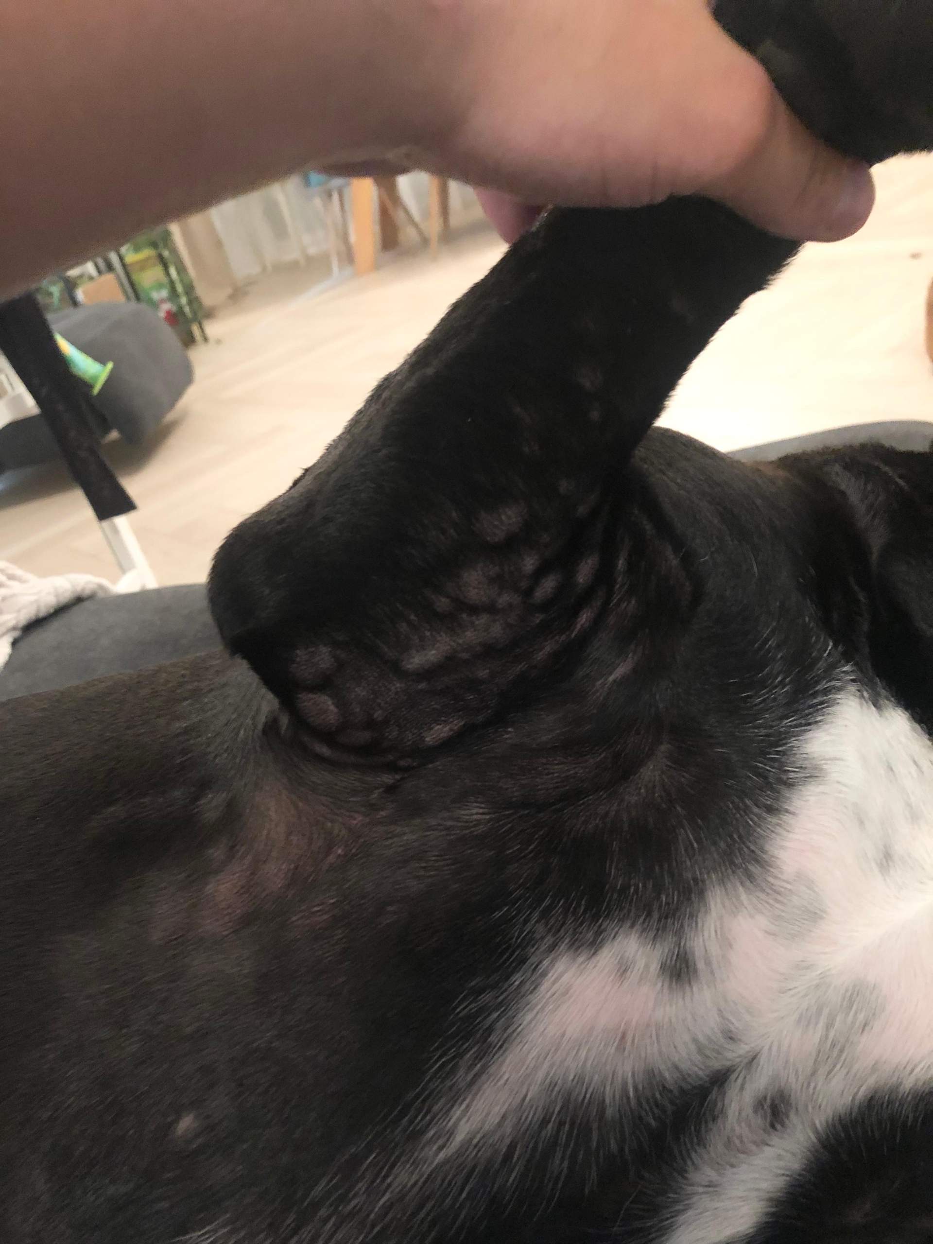 Ausschlag Hund?