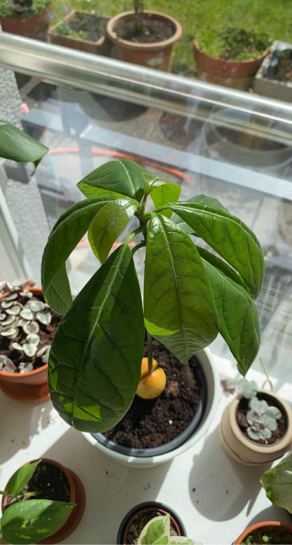 Avocado Lässt Blätter Hängen