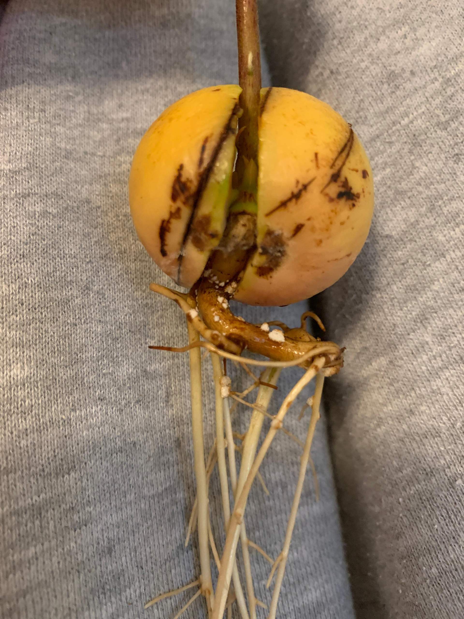 Avocadobaum hat kleine weiße Punkte? (Pflanzenpflege, Zimmerpflanzen ...