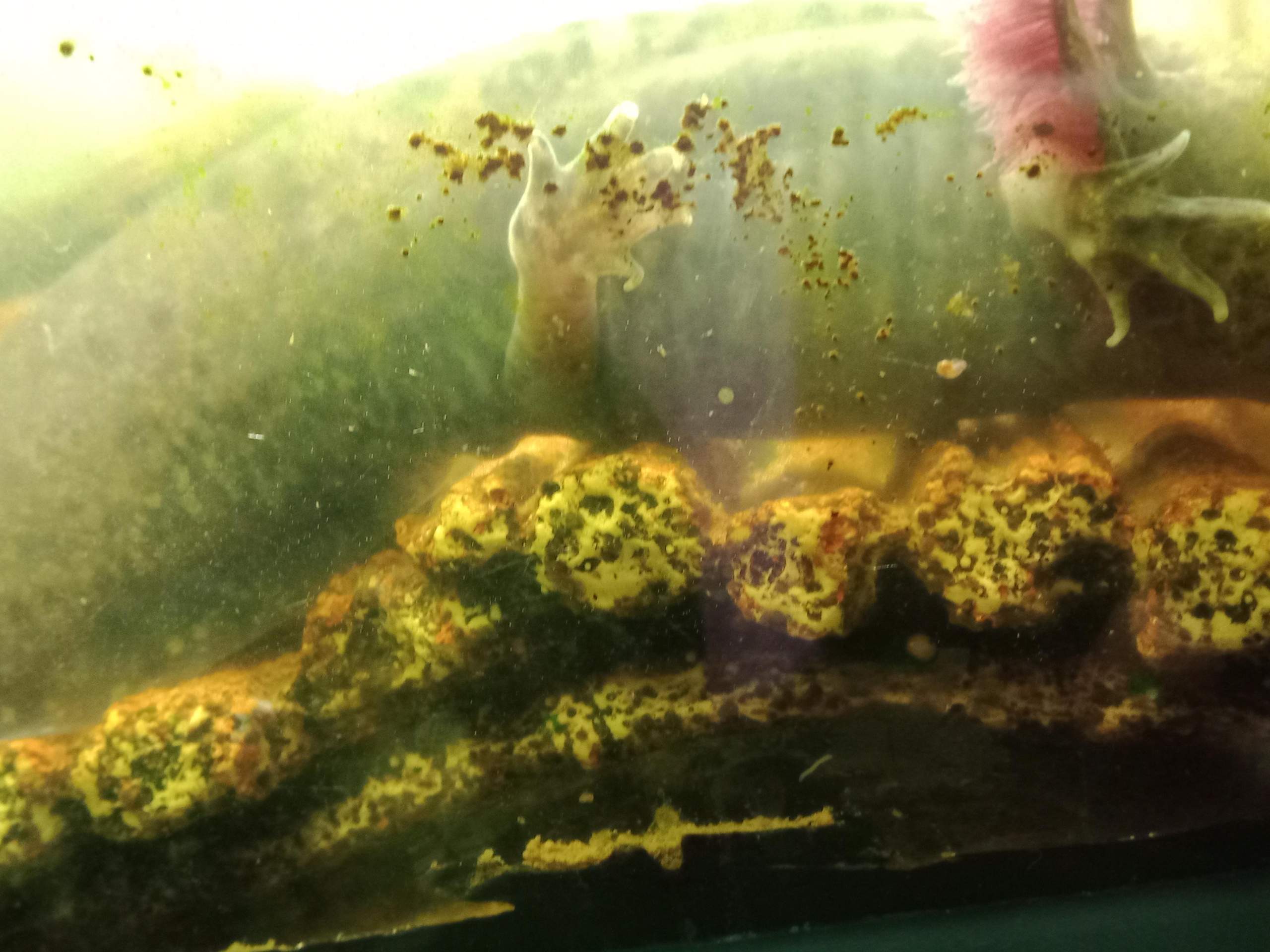 Axolotl geschlecht? (Fische)