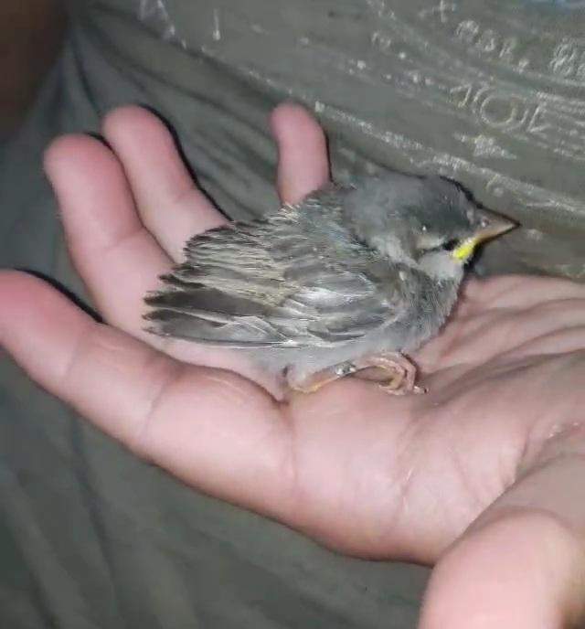Baby Spatz füttern und großziehen? (Vögel, Ernähren)