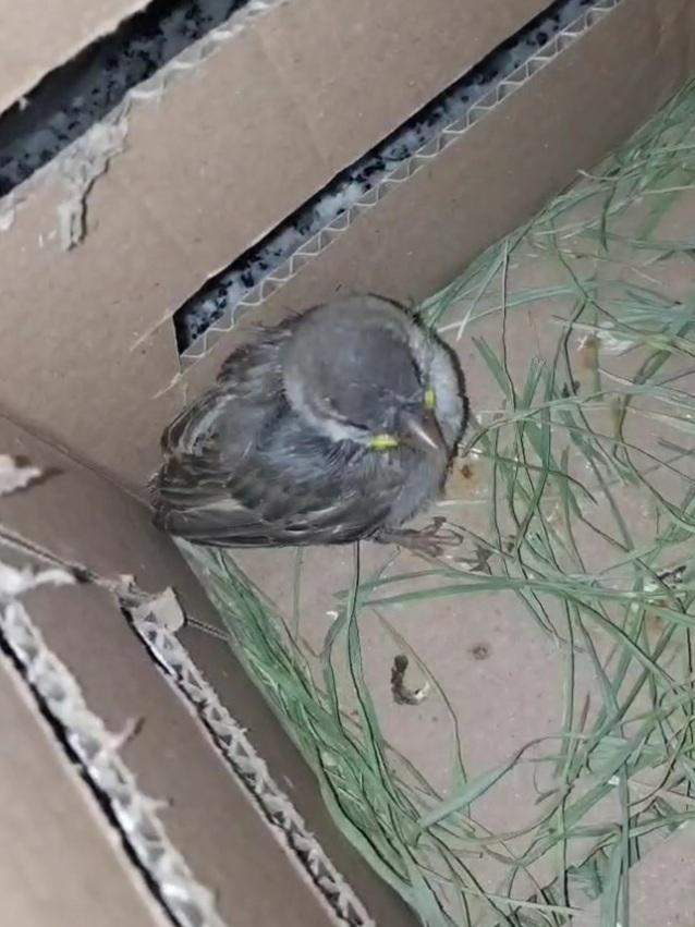 Baby Spatz füttern und großziehen? (Vögel, Ernähren)