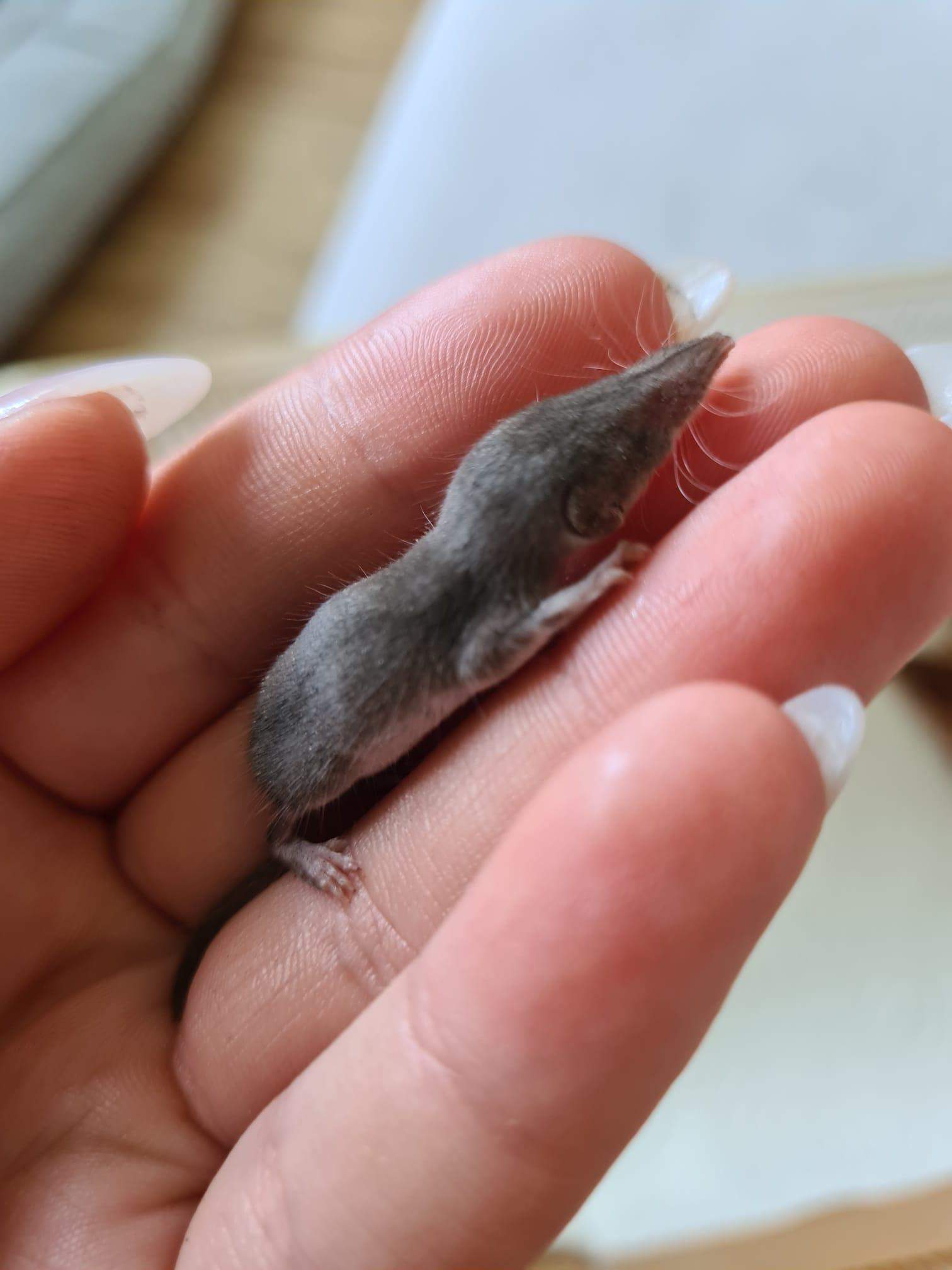Baby Spitzmaus gefunden? (Maus)
