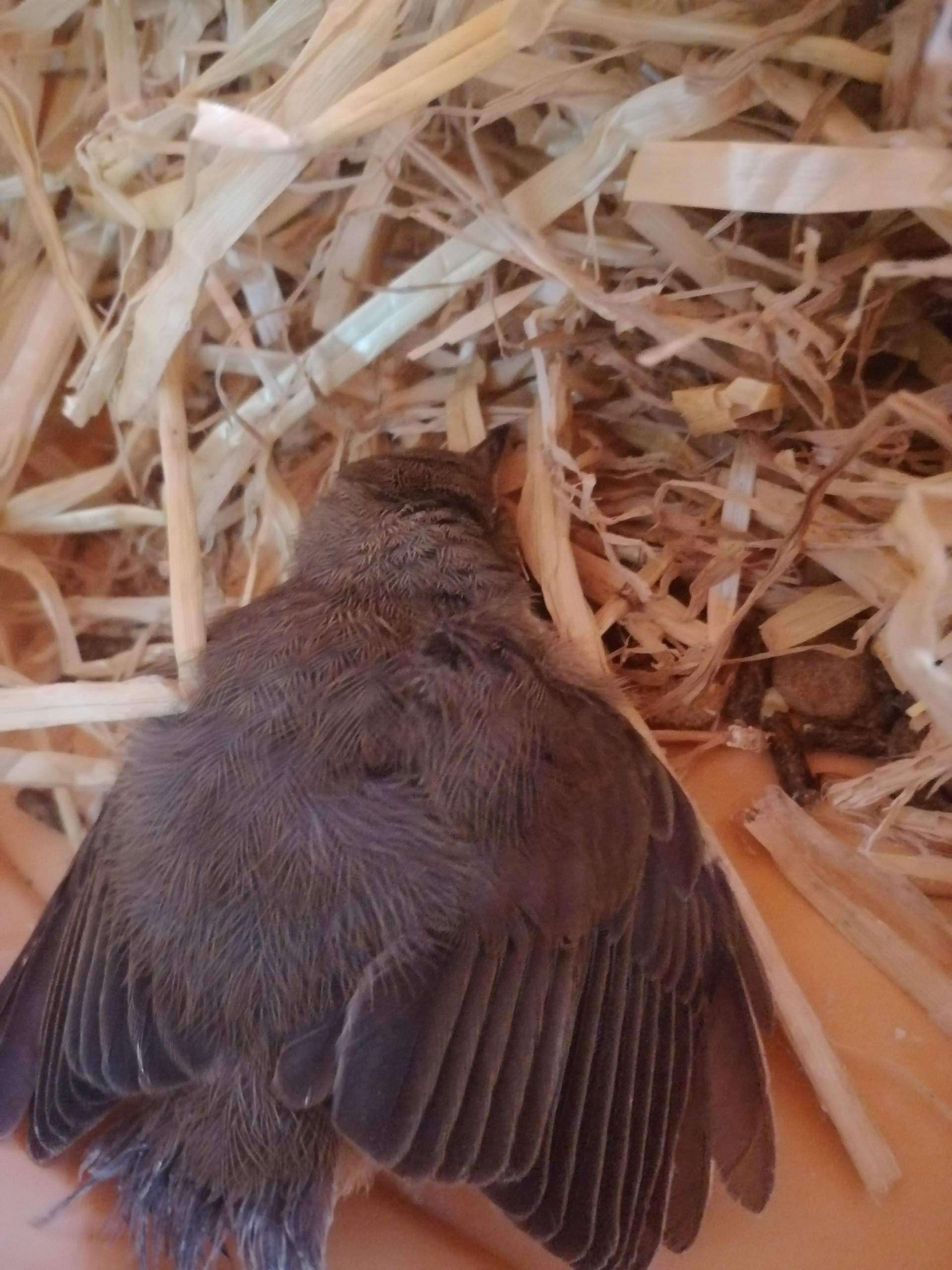 Baby Vogel Spatz! WAS TUN? (Tiere, Vögel)