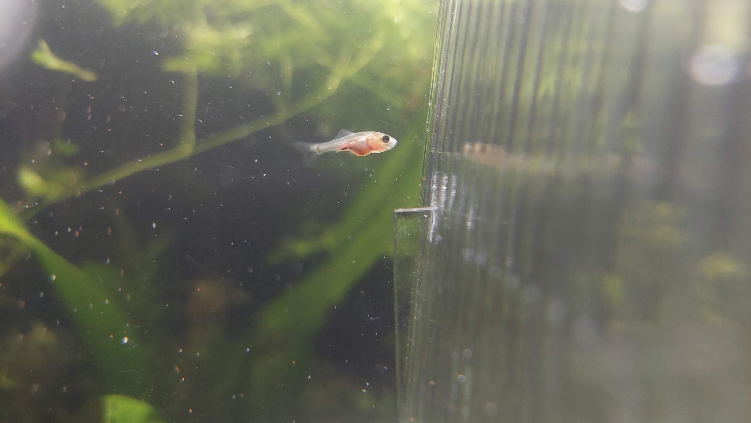 Babyfische im Aquarium eingeschleppt? (Wasser, Aquariumfische, Garnelen)