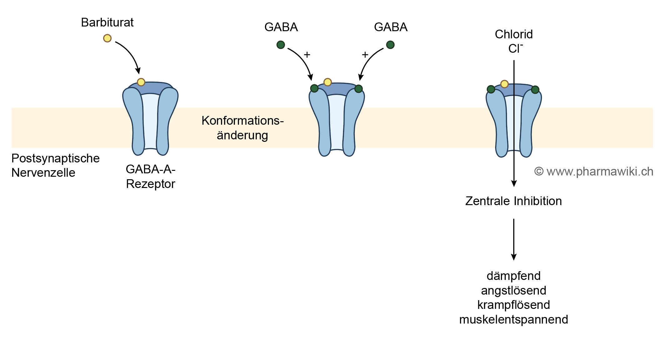 Barbiturate-GABA-A-Rezeptor? (Schule, Biologie)