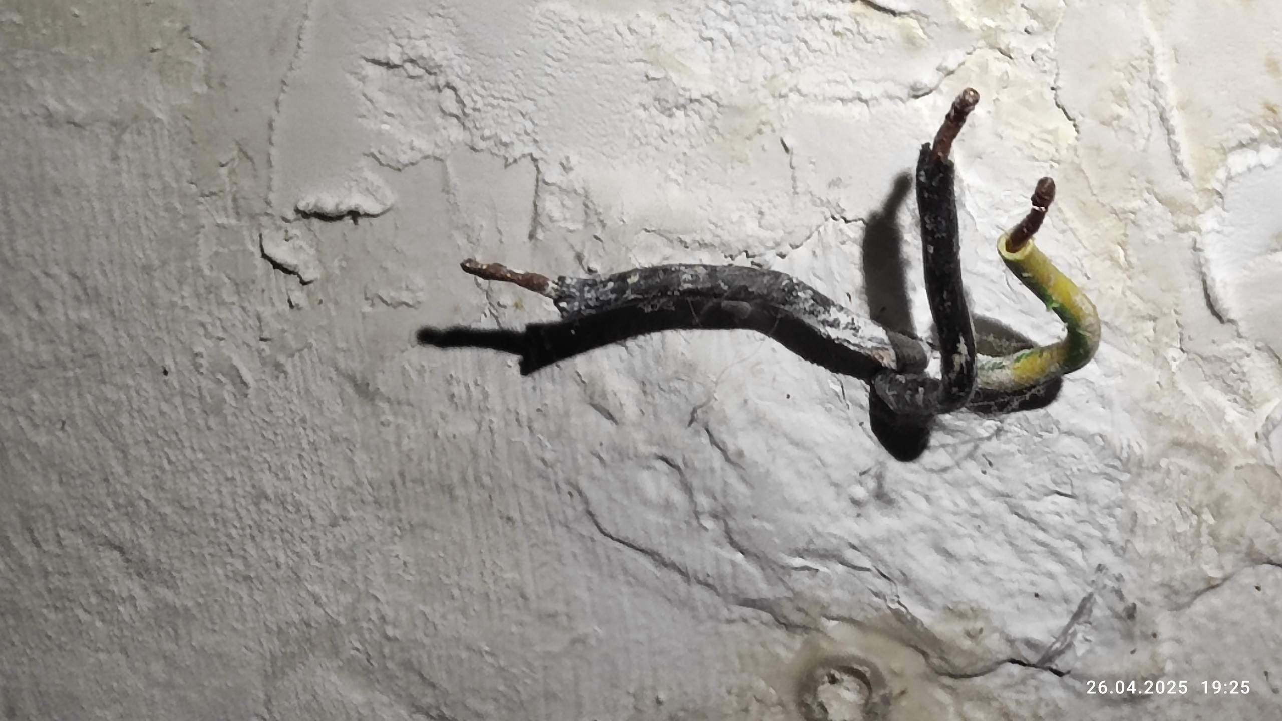 Baufassung mit Kabel Blau & Braun an Decke mit 2 schwarzen Kabeln ...