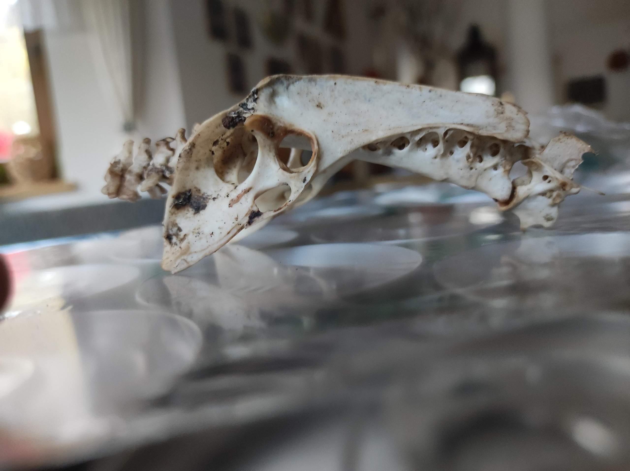 Beckenknochen (vermutlich) aber von welchem Tier? (Biologie, Knochen, Wald)