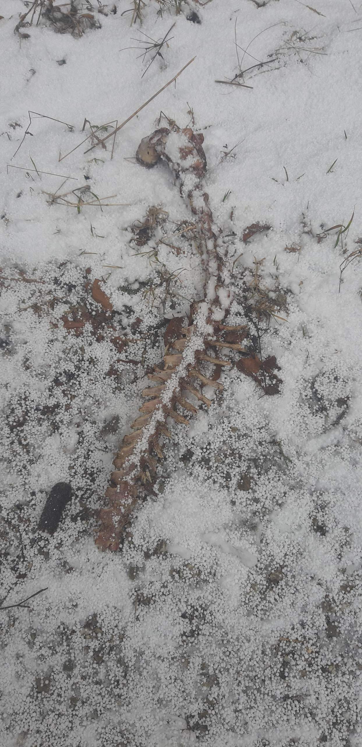 Beim Wandern ein Skelett gefunden? Was könnte das sein und welches Tier ...