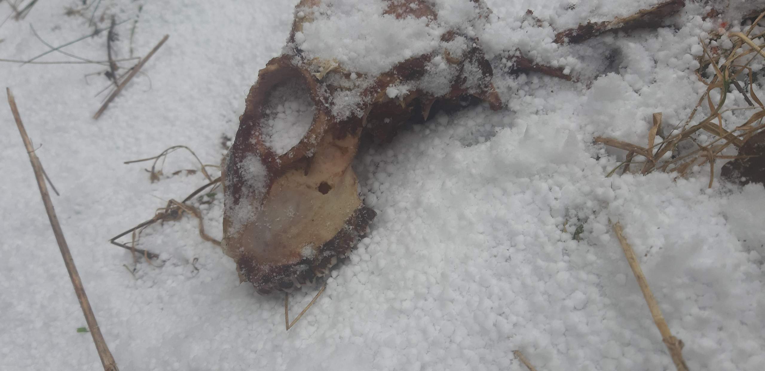 Beim Wandern ein Skelett gefunden? Was könnte das sein und welches Tier ...