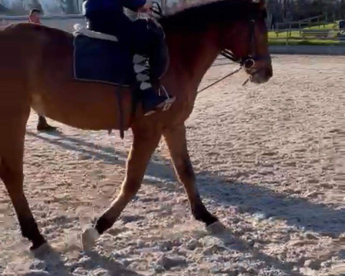 Beine zu weit vorne Beim Reiten? (Pferd, Reitsport, Reitunterricht)