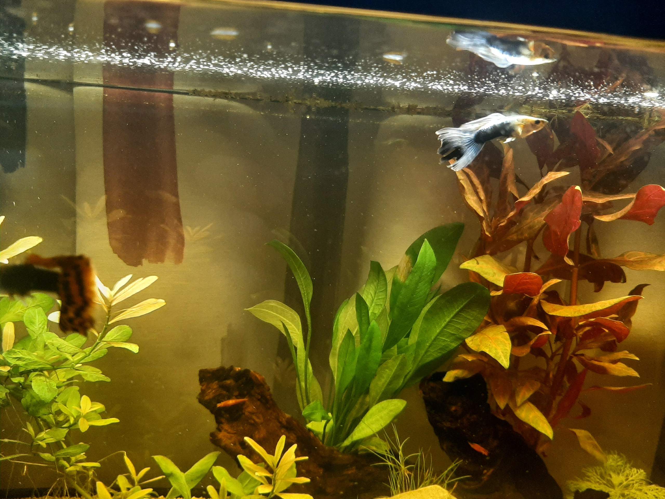 Bekannte Frage Guppy mit eingerissen Flosse? (Aquaristik)