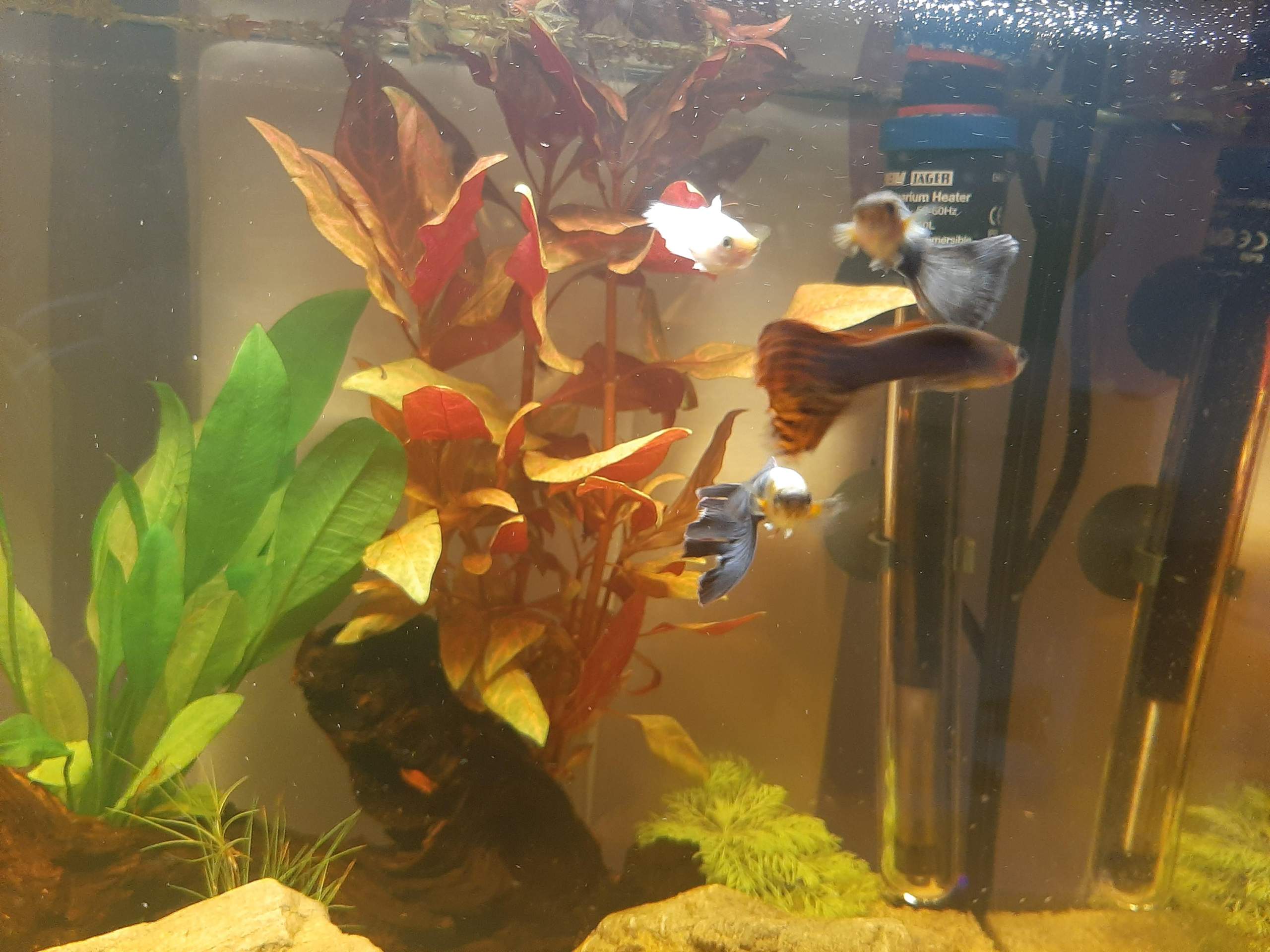 Bekannte Frage Guppy mit eingerissen Flosse? (Aquaristik)