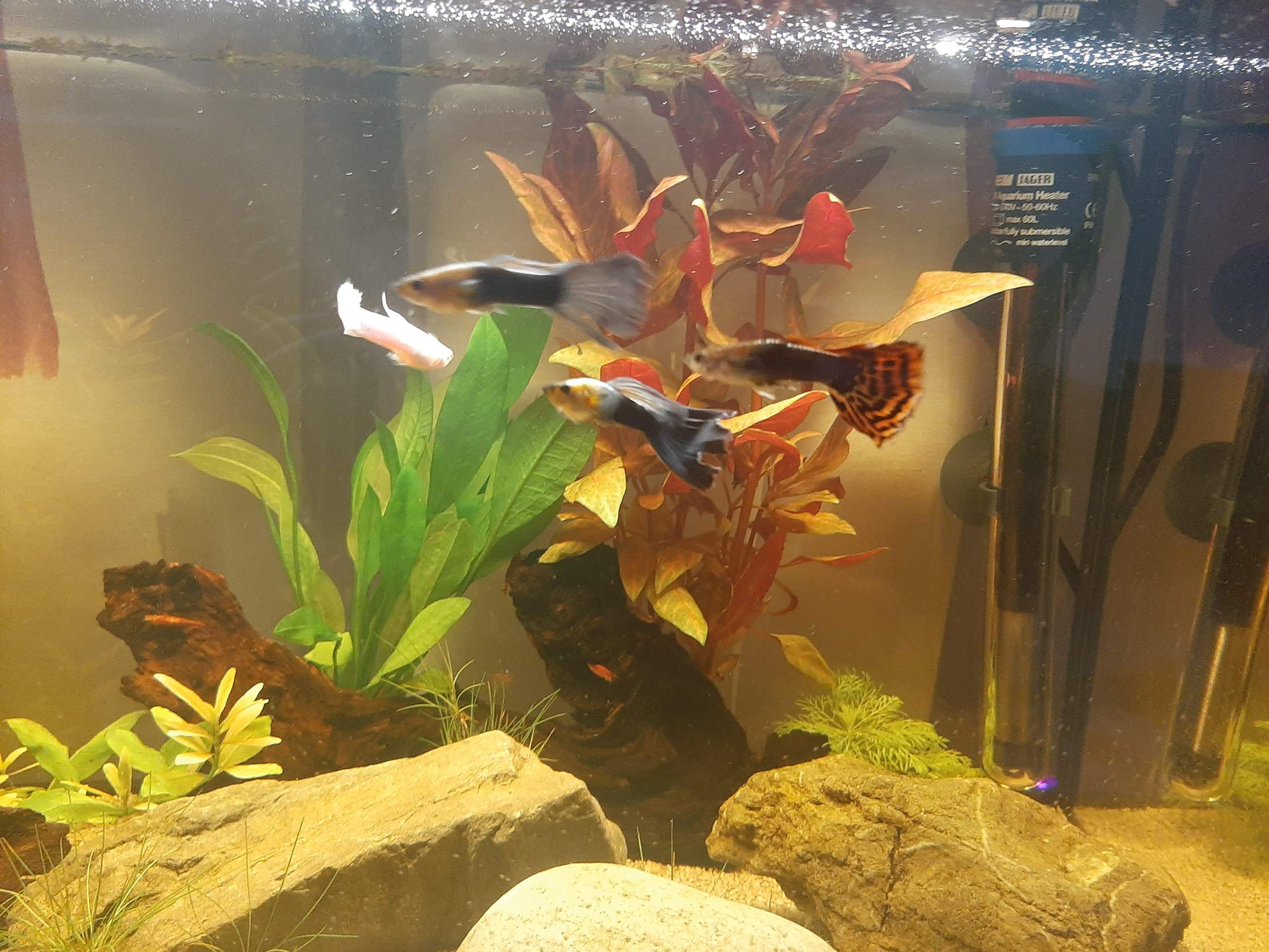 Bekannte Frage Guppy mit eingerissen Flosse? (Aquaristik)