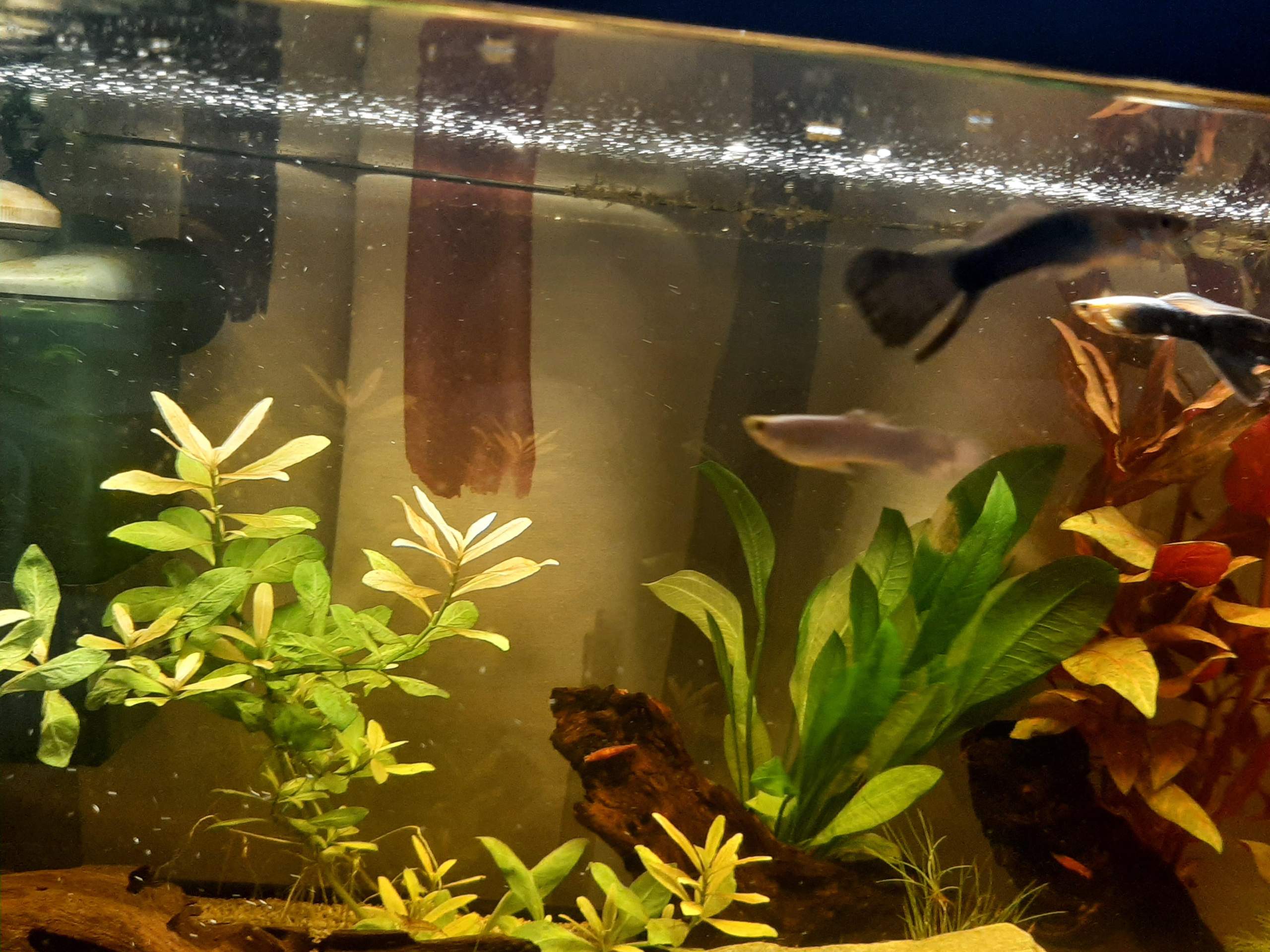 Bekannte Frage Guppy mit eingerissen Flosse? (Aquaristik)