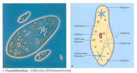 Bestandteile & deren Funktion des Pantoffeltierchen (Hausaufgaben)