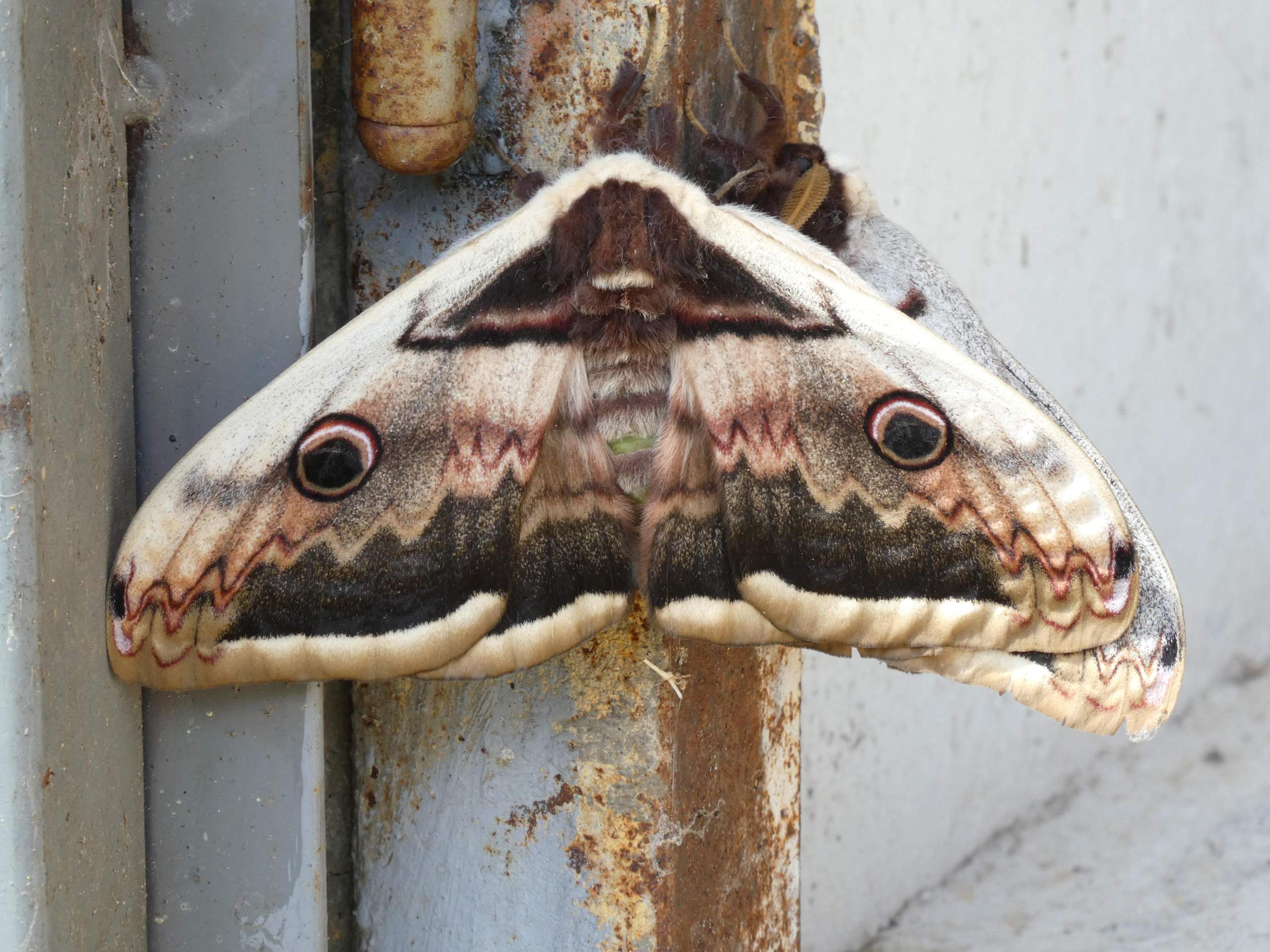 Bestimmung einer riesigen Motte? (Insekten, Motten)