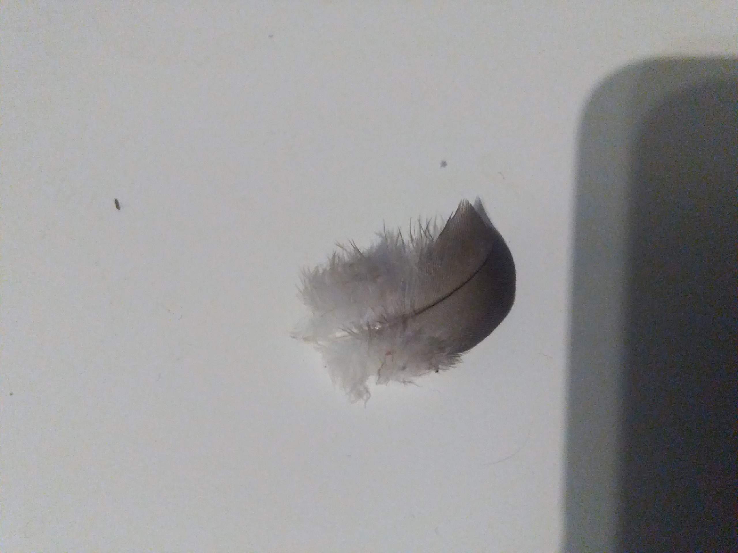 Bestimmung von Vogelfedern? (Tiere, Natur, Vögel)