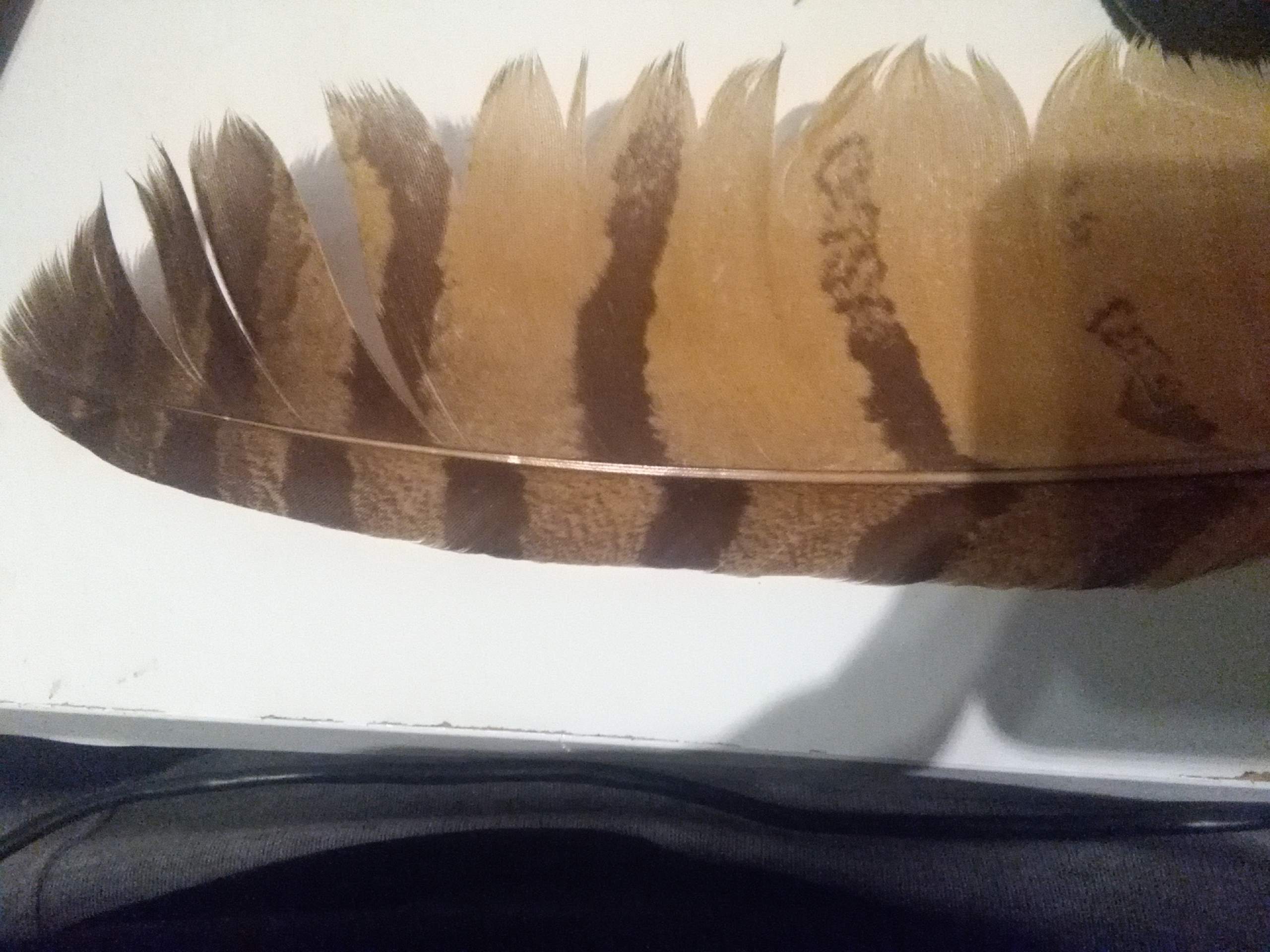 Bestimmung von Vogelfedern? (Tiere, Natur, Vögel)