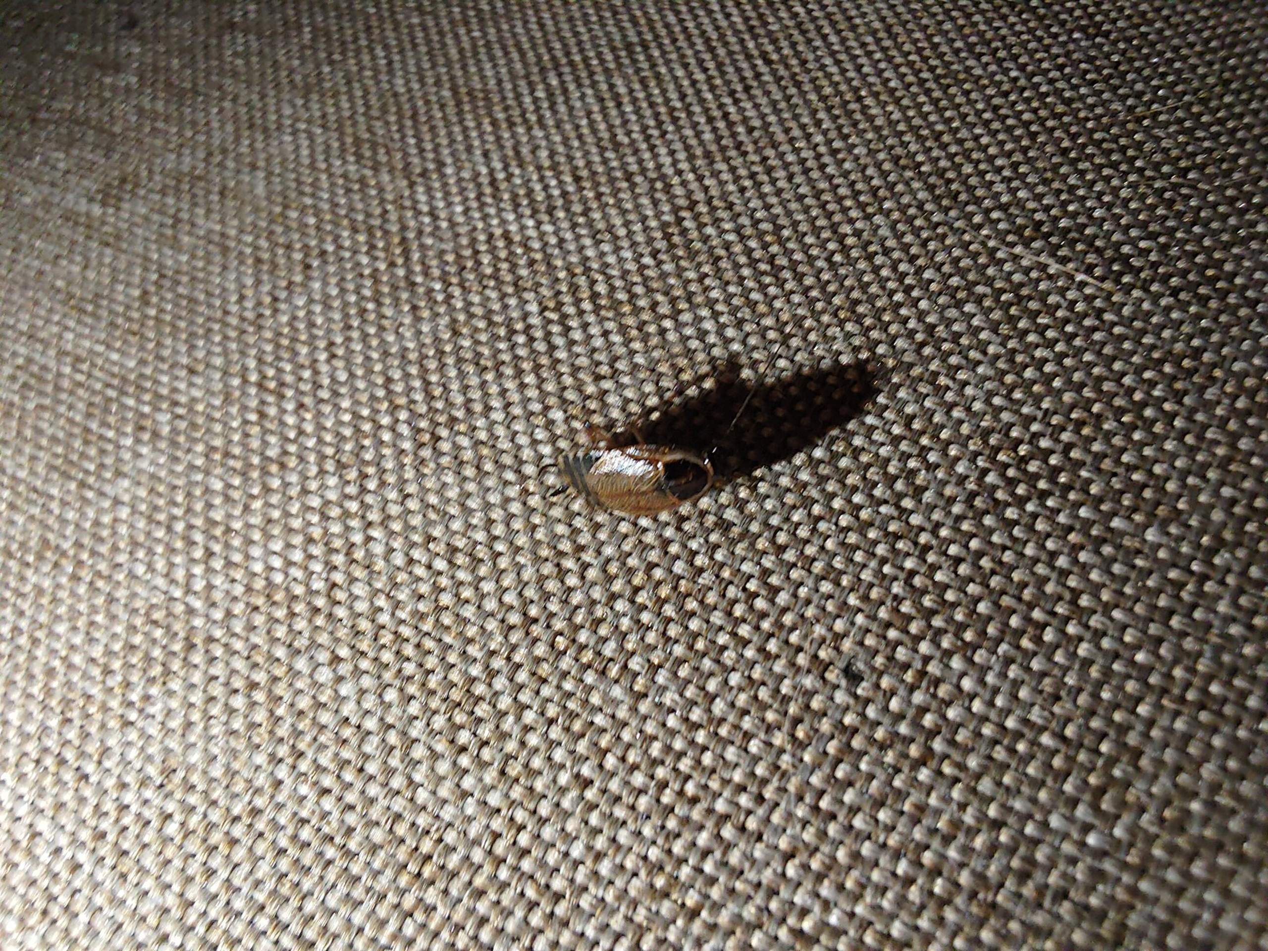 Bett - Was für ein Insekt ist das? (Insekten, Schädlinge, Ungeziefer)