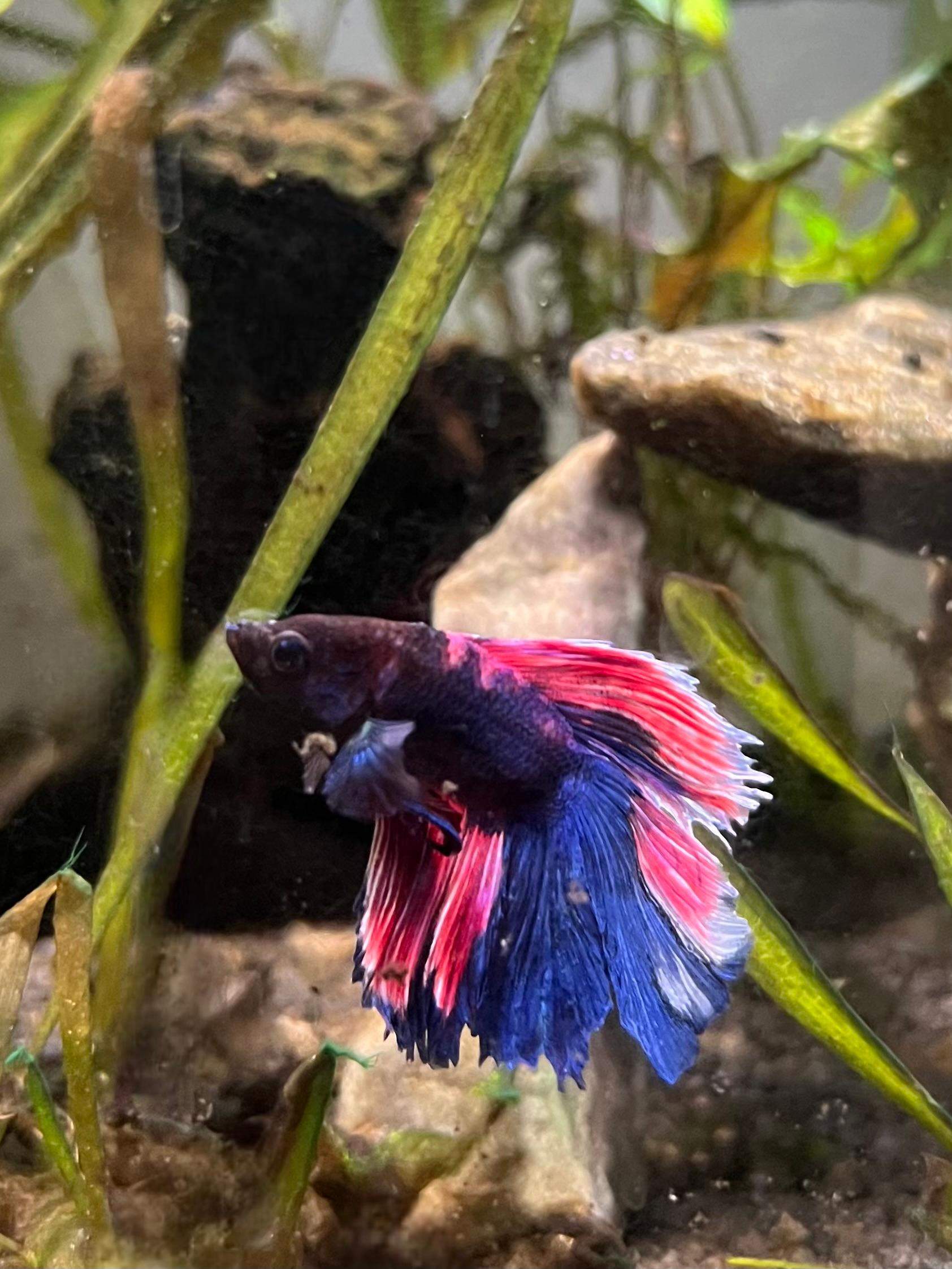 Betta Kampffisch verändert seine Farbe? (Wasser, Aquarium, Aquaristik)