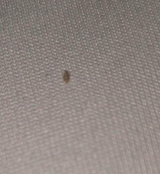 Bettwanze oder was ist das in meinem Bett (Bild)? (Insekten, Schädlinge ...