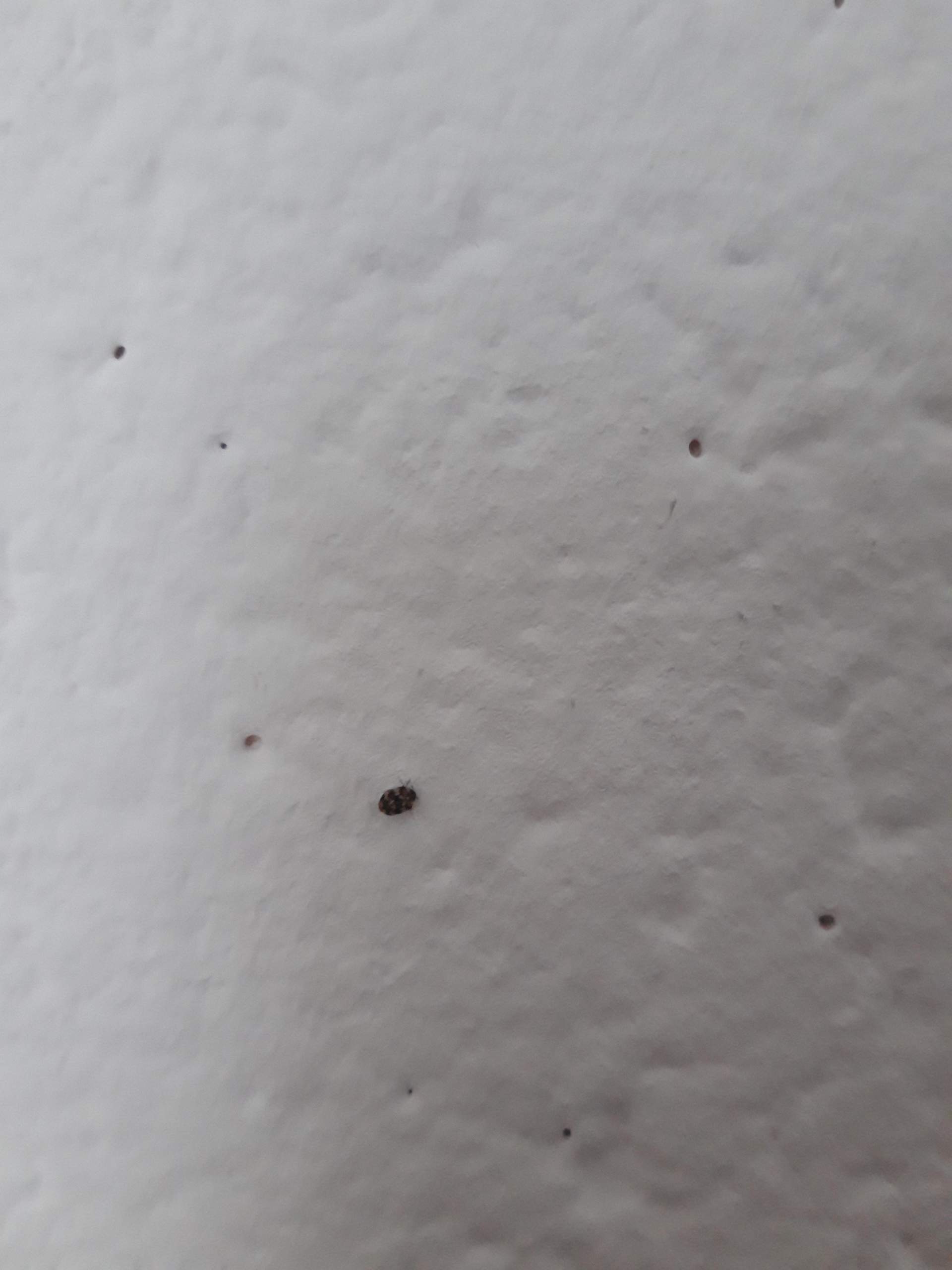 Bettwanzen? (Bettwanzenbefall)