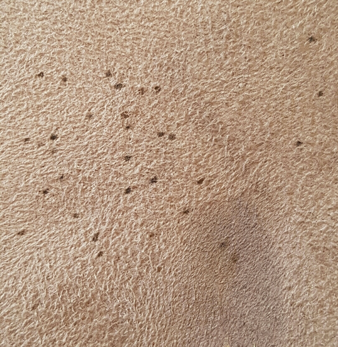 Bettwanzenkot - Ja oder Nein ? (Bettwanzen)