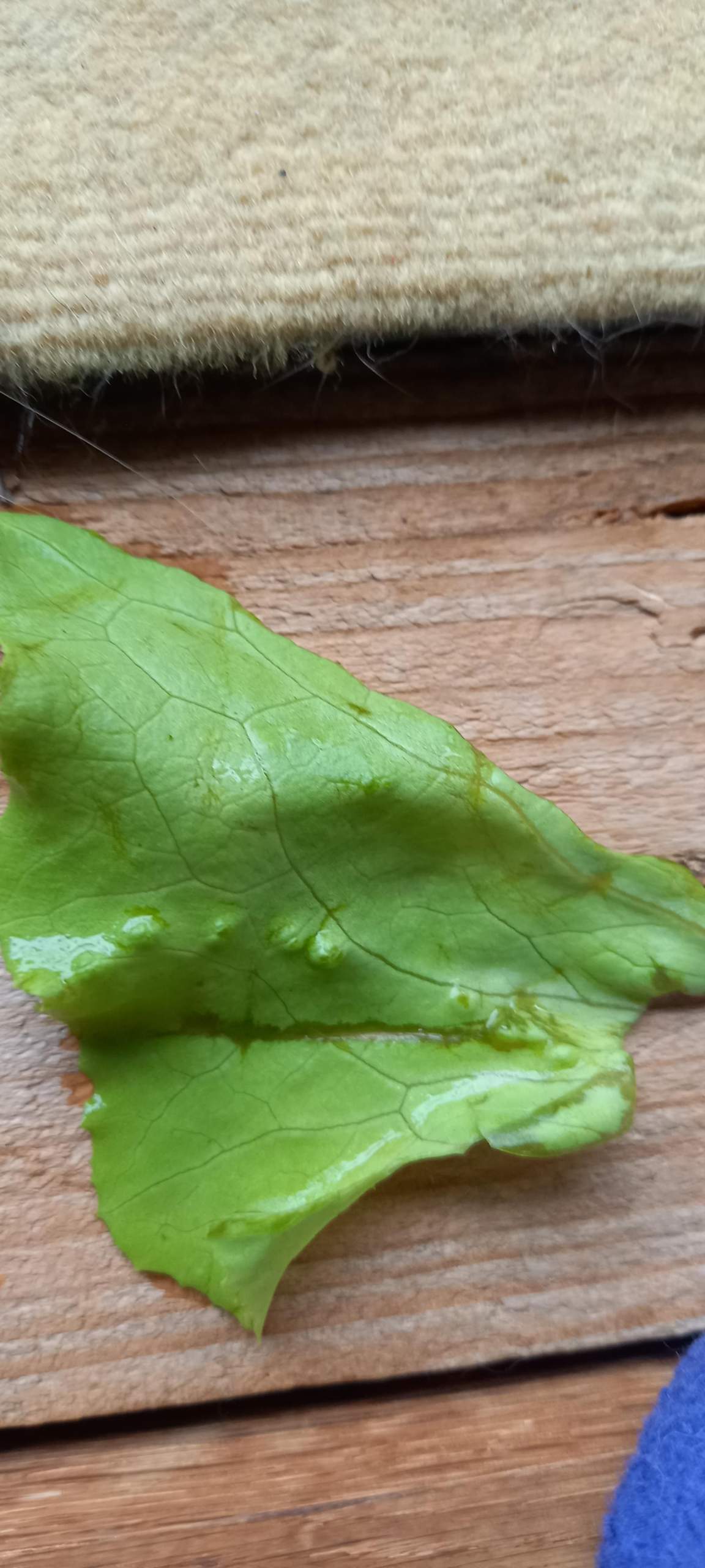 Beulen am Salat, was kann es sein? (Wissen, gesundes Essen)