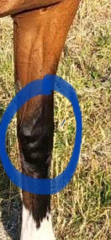 Beulen am vorderbein? (Pferd)