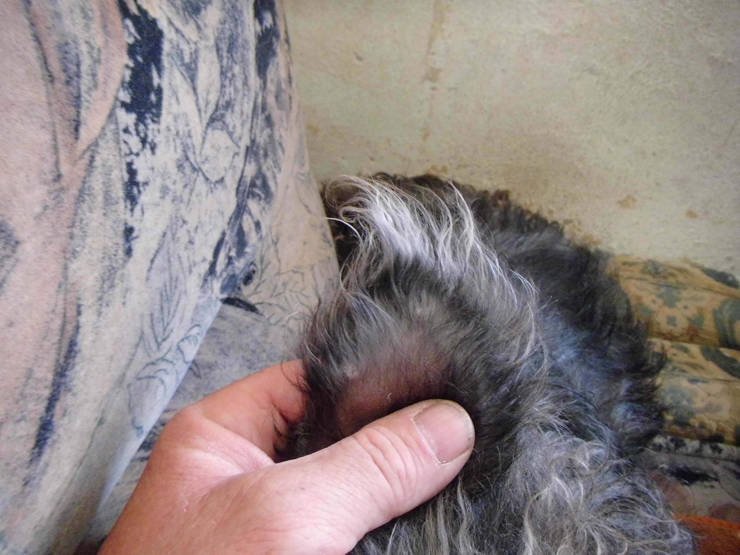 Beulen bei Huendin? (Gesundheit, Hund)