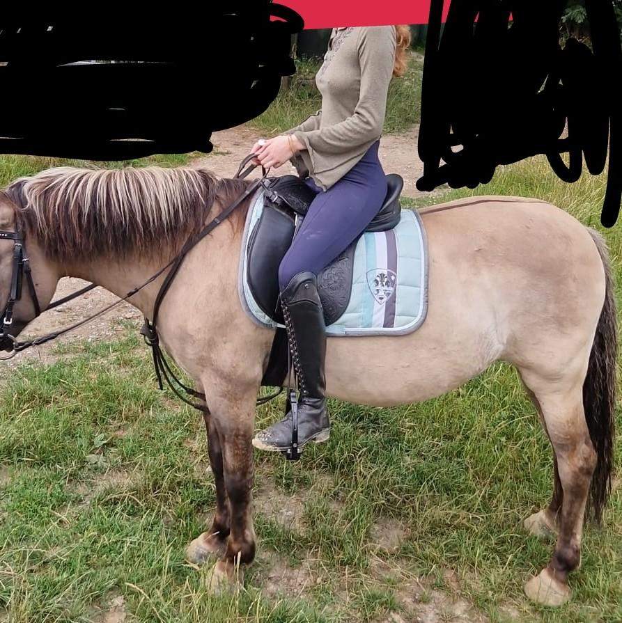 Bin ich zu groß/schwer für mein pony? (Gewicht, Pferd, Größe)