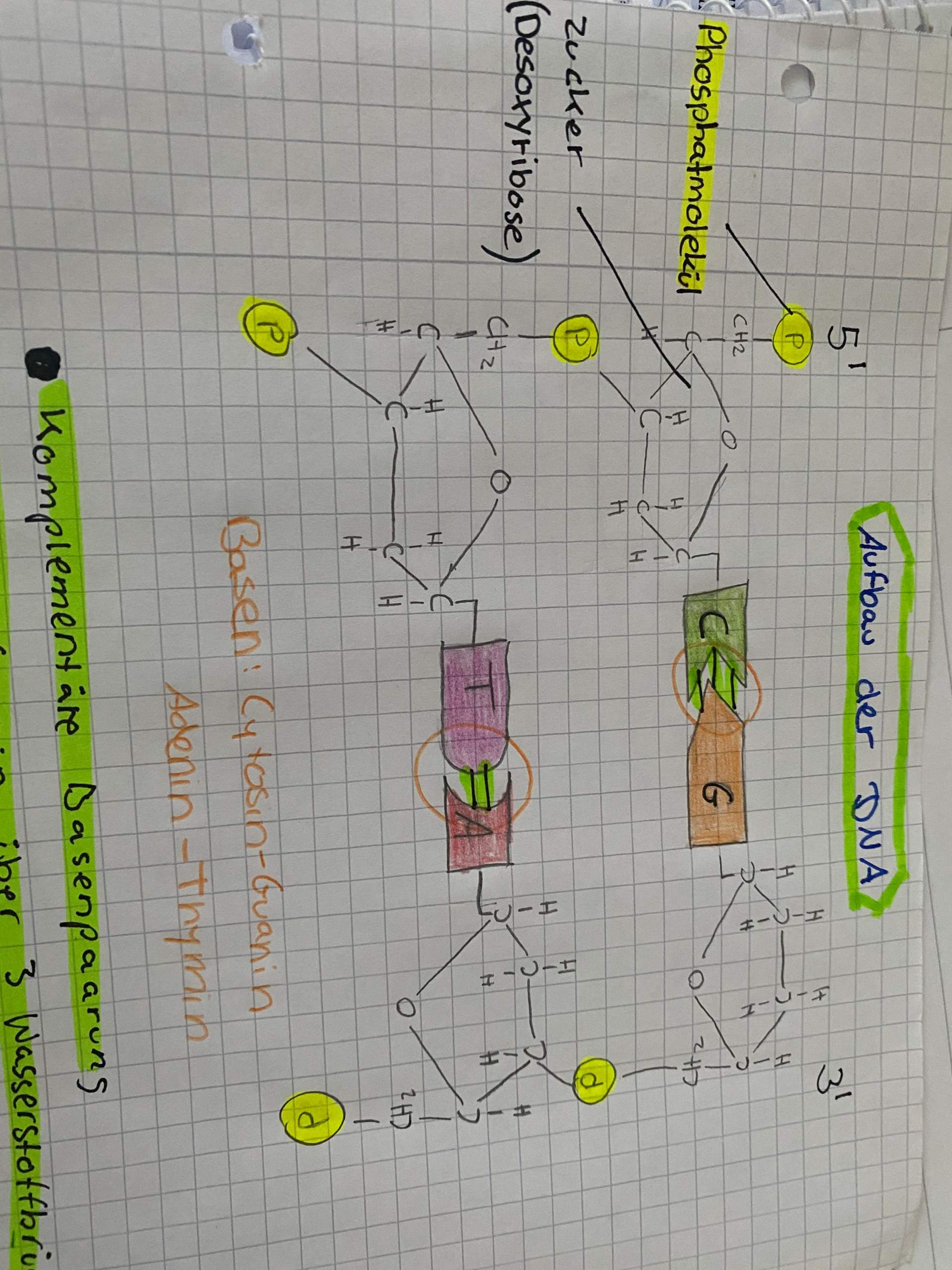 Bio Aufbau der DNA Erklärung? (Schule, Gesundheit und Medizin ...
