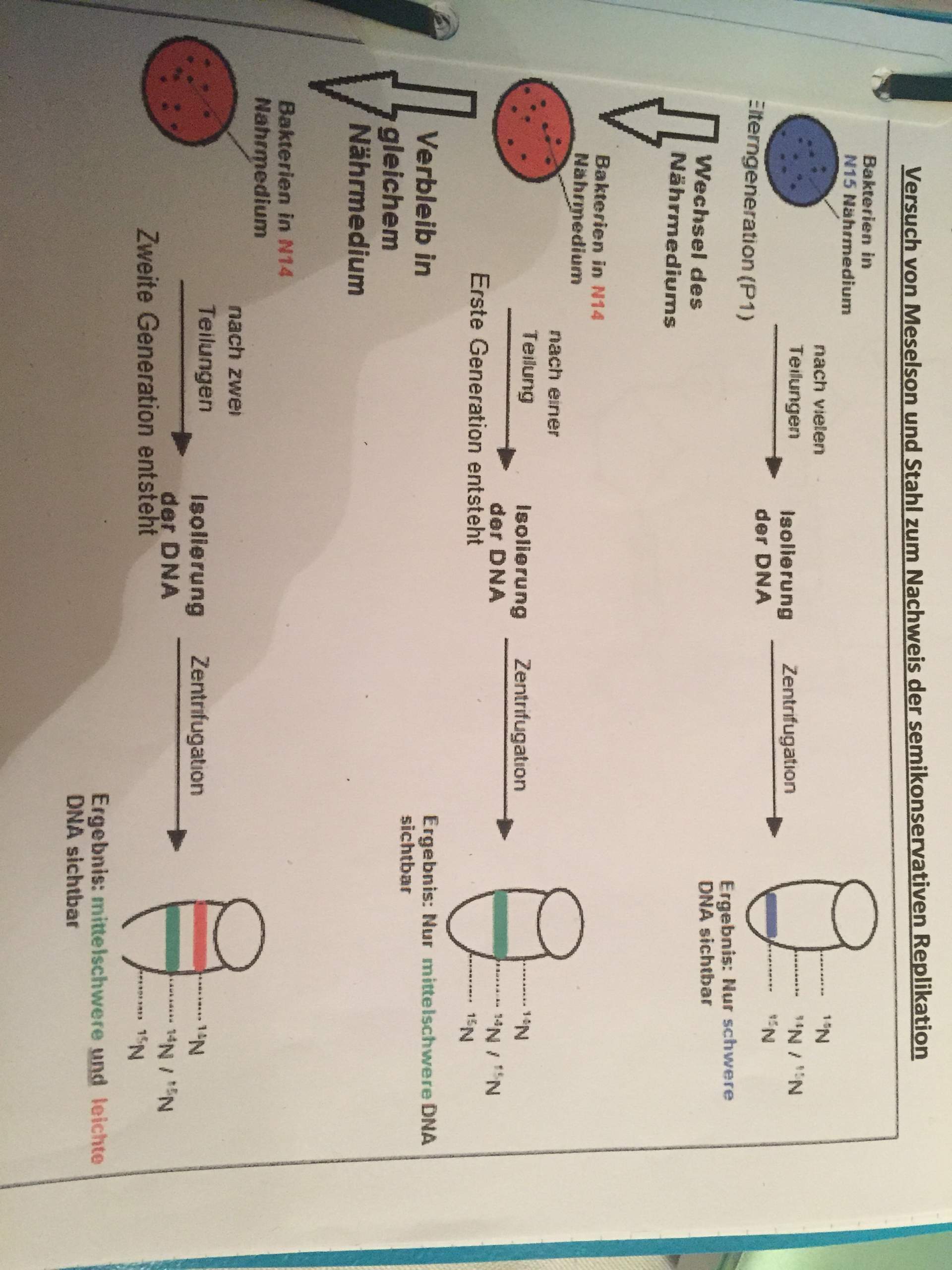 Bio Frage über Nachweis der semikonservativen Replikation ? (Biologie, DNA)