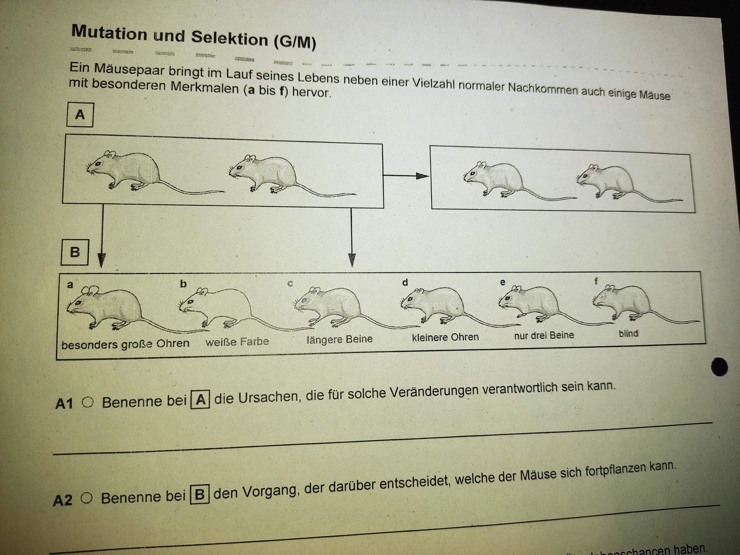 Biologie Hausaufgaben, Mutation, Selektion? (Schule, Tiere, Genetik)