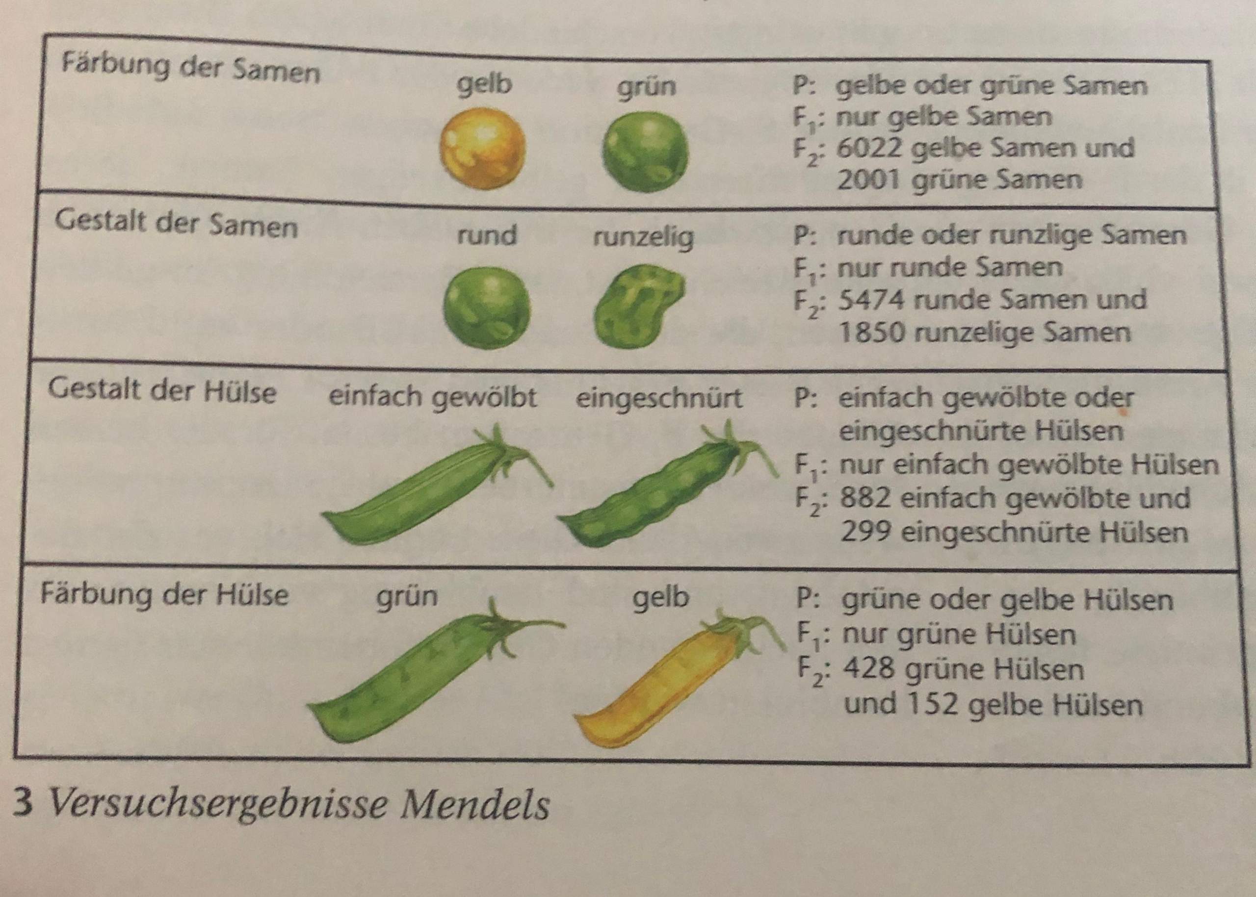 Biologie Mendelsche Regel? (Schule, schwer, Mendelsche Regeln)