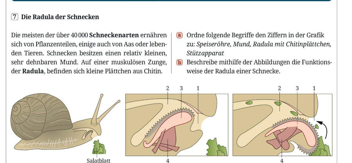 Biologie Radula der Schnecke Aufgaben? (Bio, Biologieunterricht, Organe)
