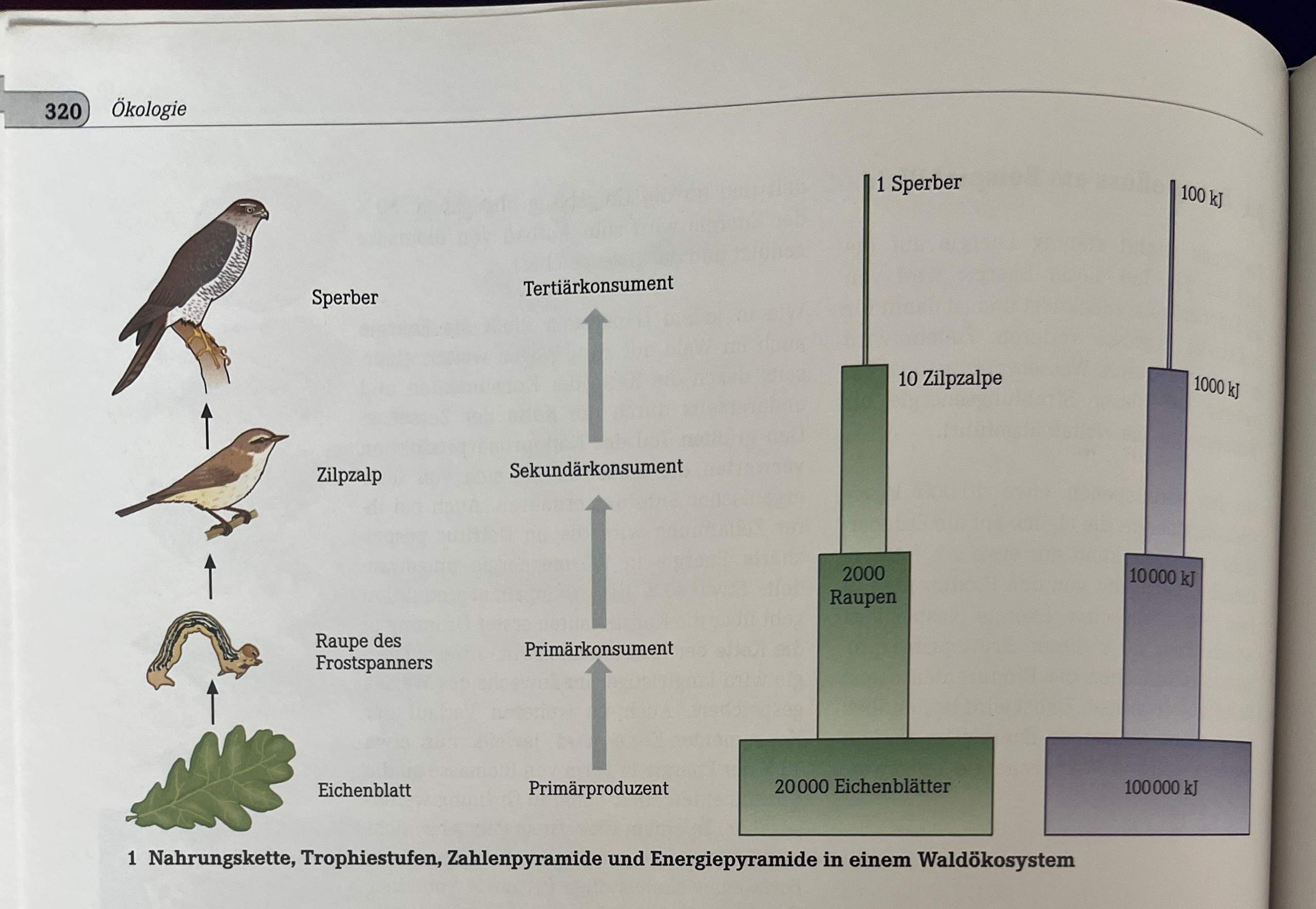 Biologie Trophieebenen? (Menschen, Tiere, Pflanzen)